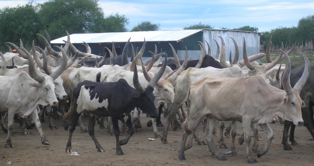 SPLA soldier to pay blood money to Rizeigat | Radio Tamazuj