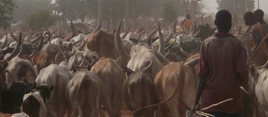 Dinka Ngok official reports cattle raid in eastern Abyei | Radio Tamazuj