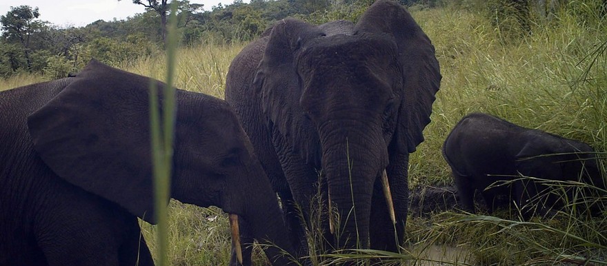 Rare elephant species seen for first time in South Sudan | Radio Tamazuj