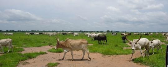 Lakes herders' cattle accused of trampling farms in Wau County | Radio ...