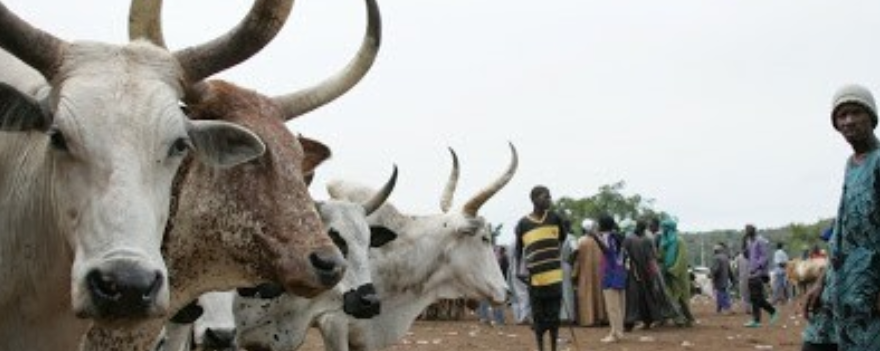 Abyei: Rumamer commissioner bans sale of cattle without permits | Radio ...