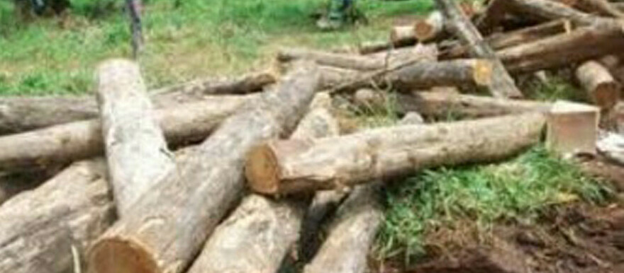 Kajo-Keji residents hail efforts to curtail illegal logging | Radio Tamazuj