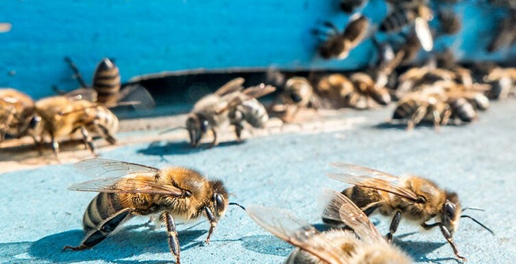 3 children die, 6 injured after attack by swarm of bees | Radio Tamazuj