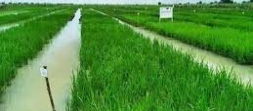 N. Bahr el Ghazal government launches rice harvest | Radio Tamazuj