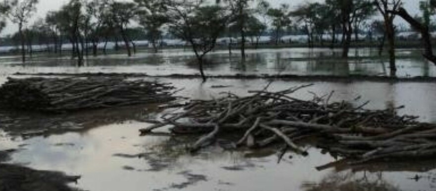 Snake bites on the rise in flood-hit Mayom: Official | Radio Tamazuj