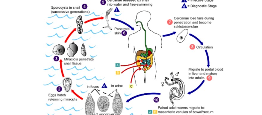 Bilharzia vaccination campaign underway in Awerial County | Radio Tamazuj