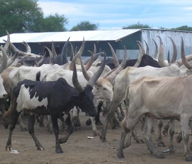 SPLA soldier to pay blood money to Rizeigat | Radio Tamazuj