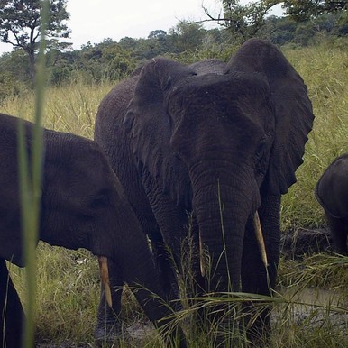 Rare elephant species seen for first time in South Sudan | Radio Tamazuj
