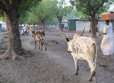 More than 6,000 people flee Akobo State: official | Radio Tamazuj